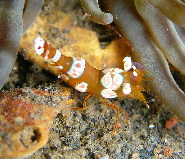 Shrimp Sexy Shrimp